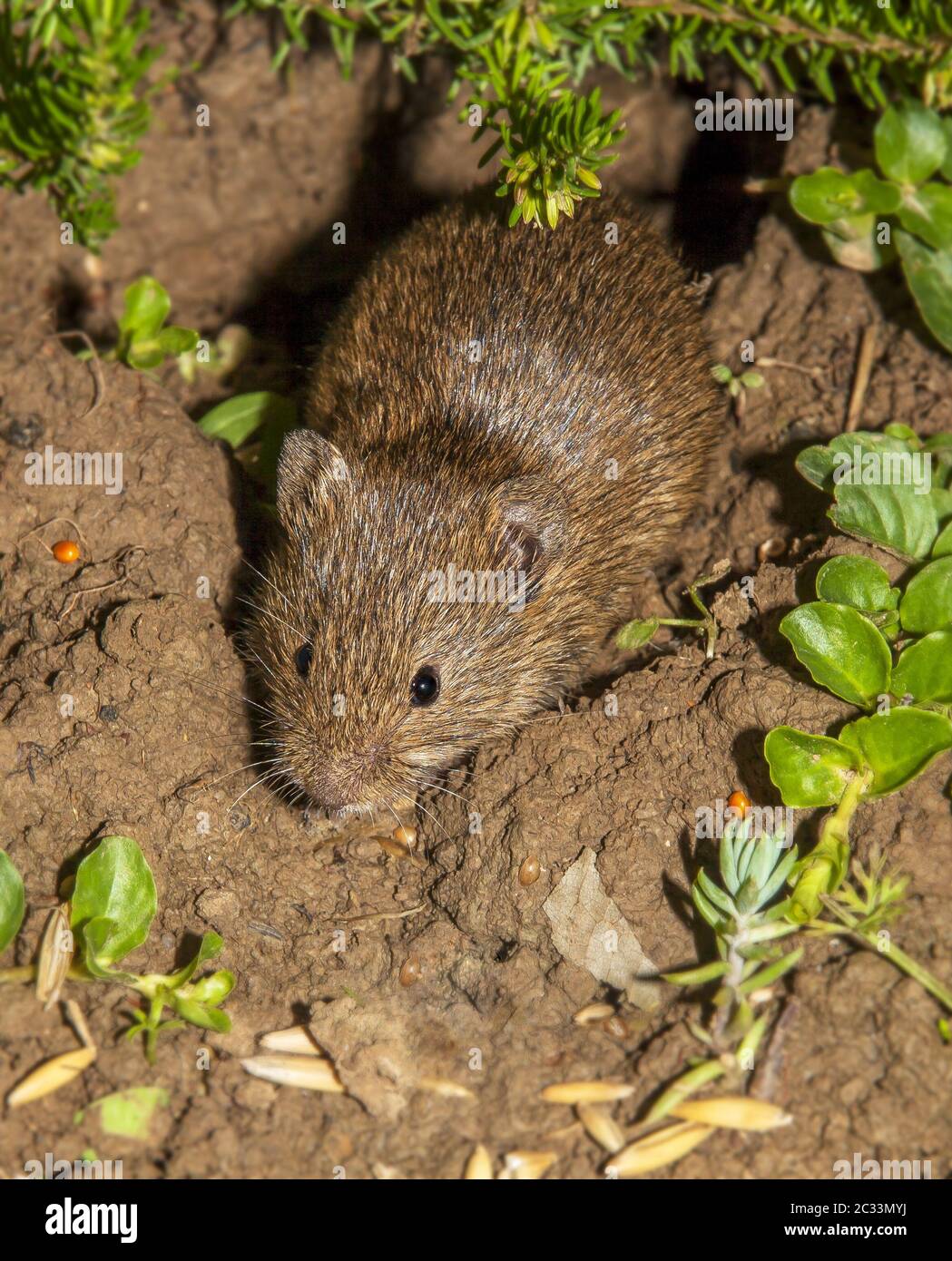 Field mouse 'Microtus arvalis' Stock Photo - Alamy