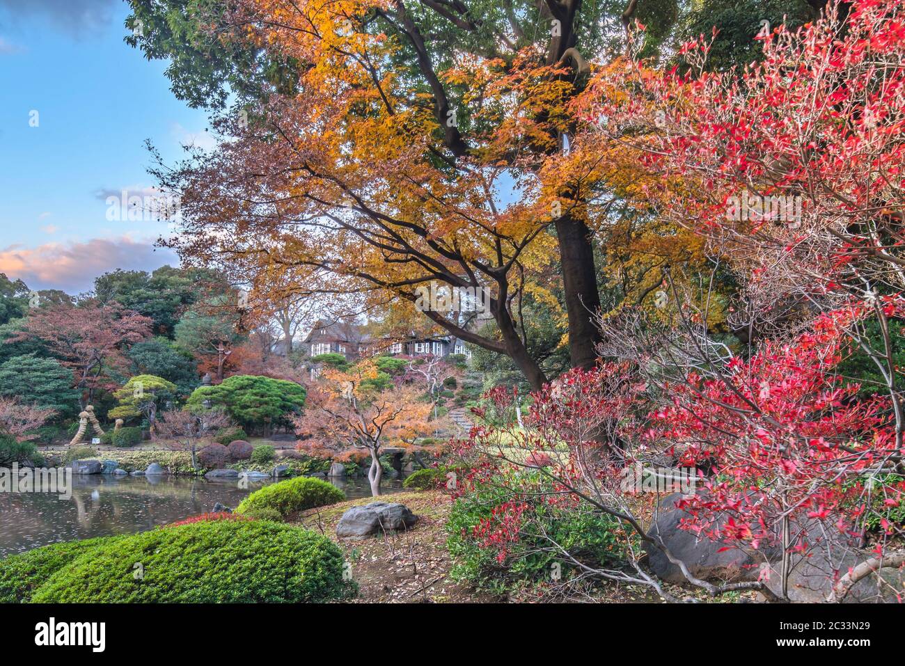 Japanese red pine trees hi-res stock photography and images - Alamy