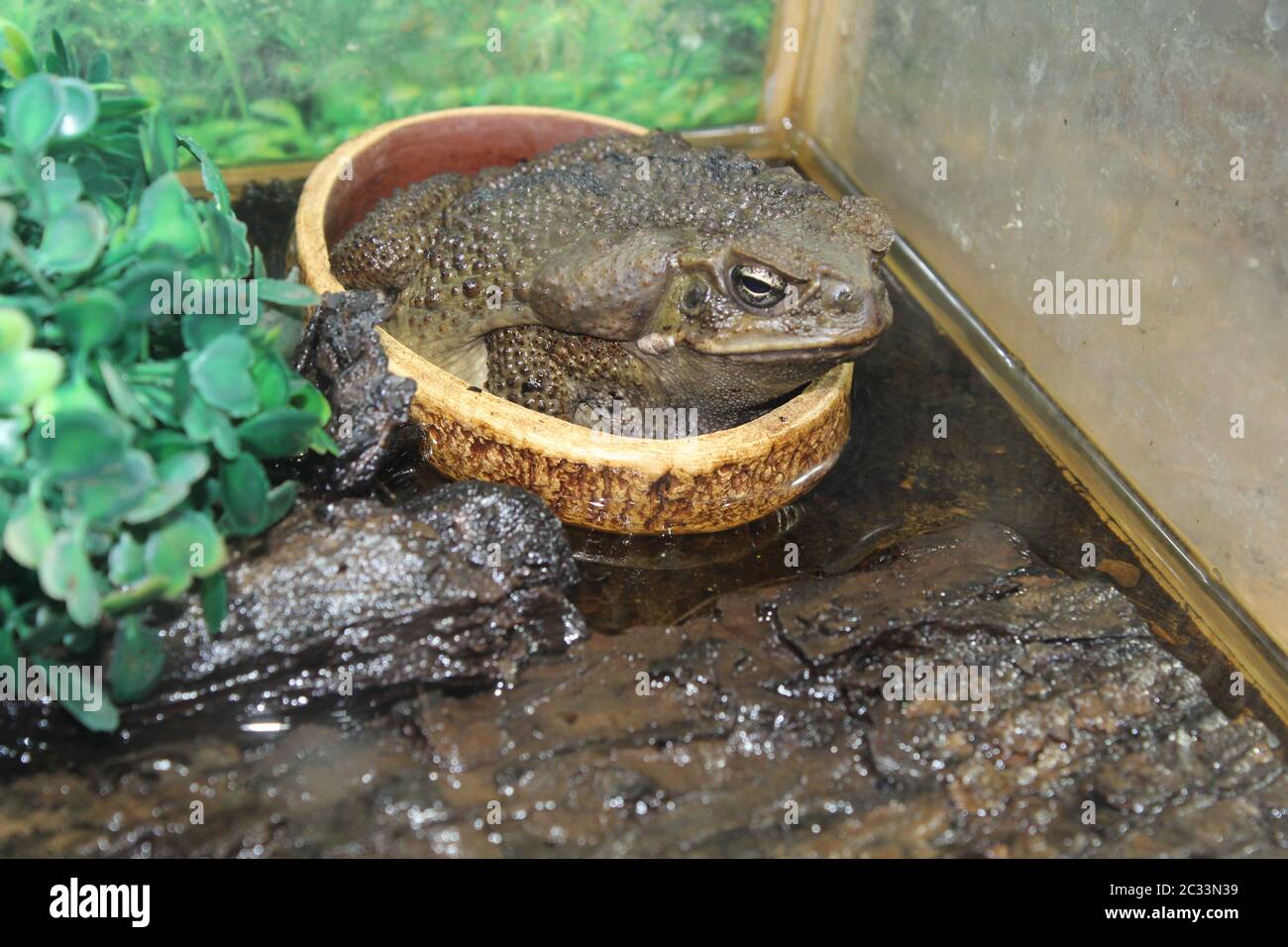Large toad living in a local terrarium Stock Photo - Alamy