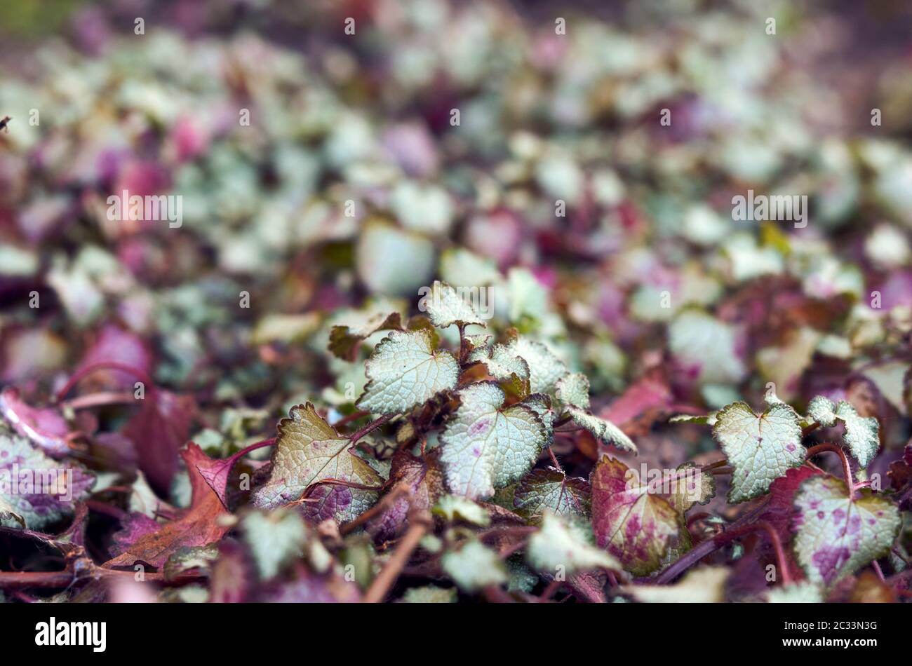 growing plant Lamium maculatum spotted or Deadnettle, close up Stock ...
