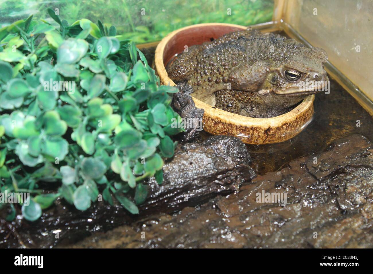 Large toad living in hi-res stock photography and images - Alamy