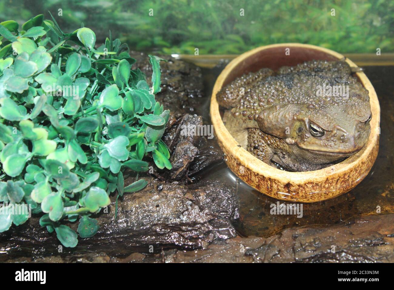 Large toad living in a local terrarium Stock Photo - Alamy