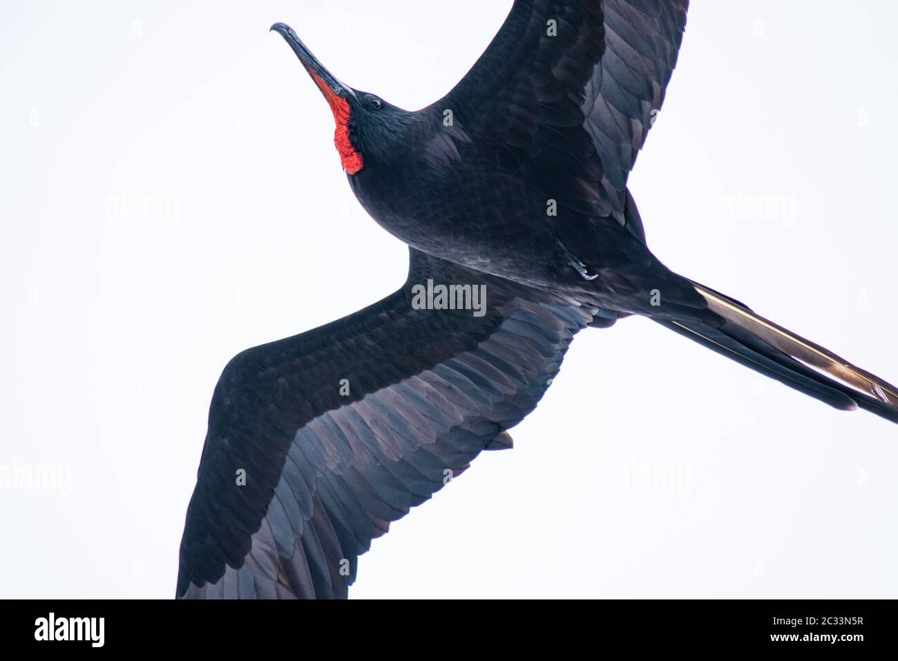 Closeup of a colorful frigate bird flying through the air Stock Photo ...