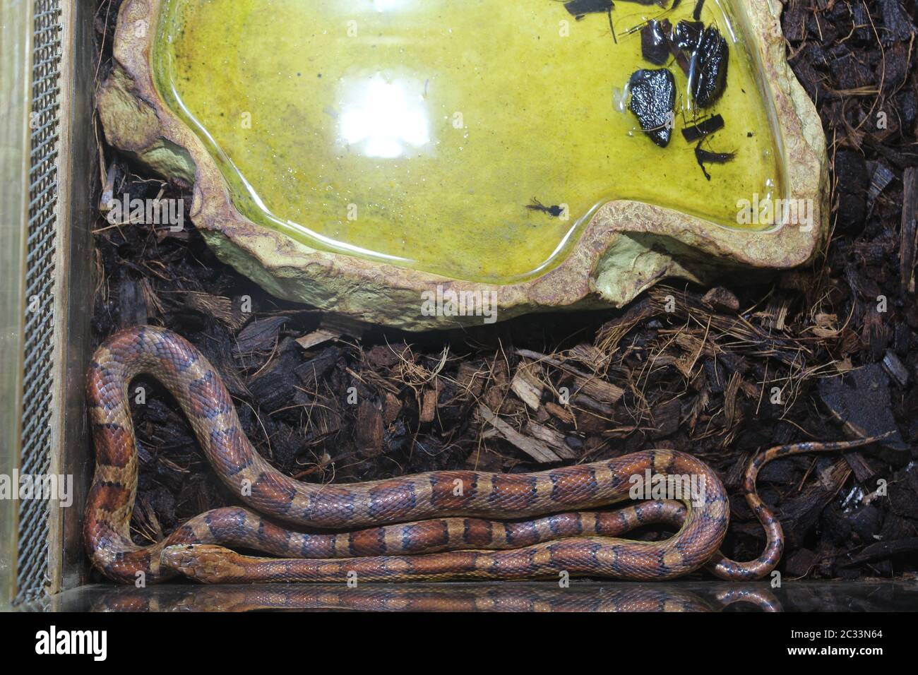 Coral snake mimic hi-res stock photography and images - Alamy