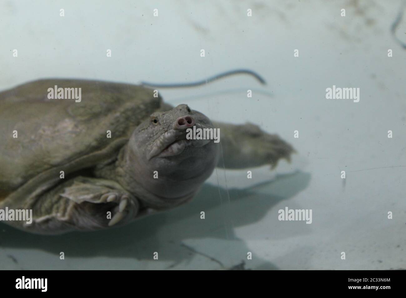 cute and very beautiful freshwater tortoise Trionics Chinese Stock ...