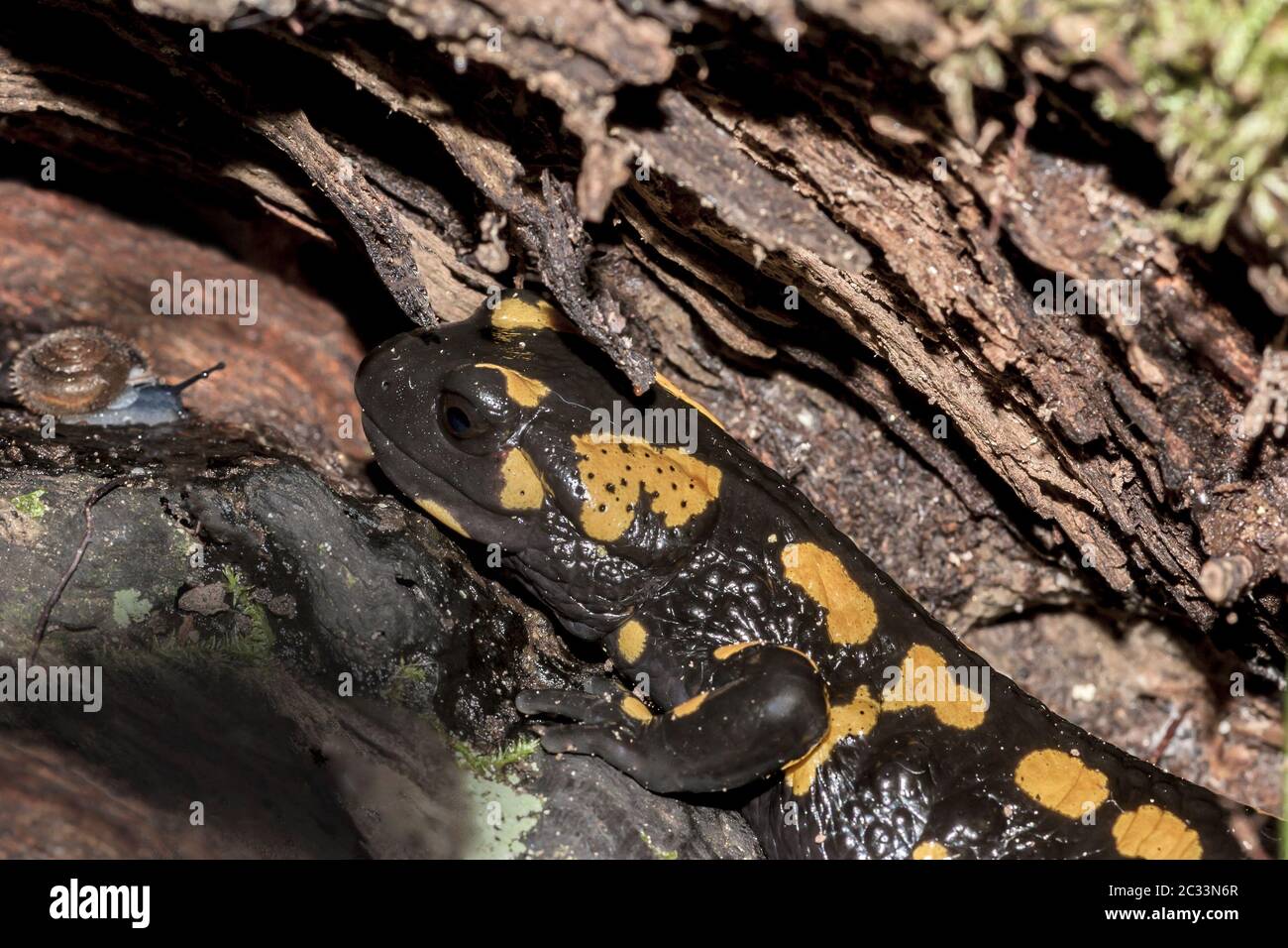 Fire salamander 'Salamandra salamandra' Stock Photo - Alamy