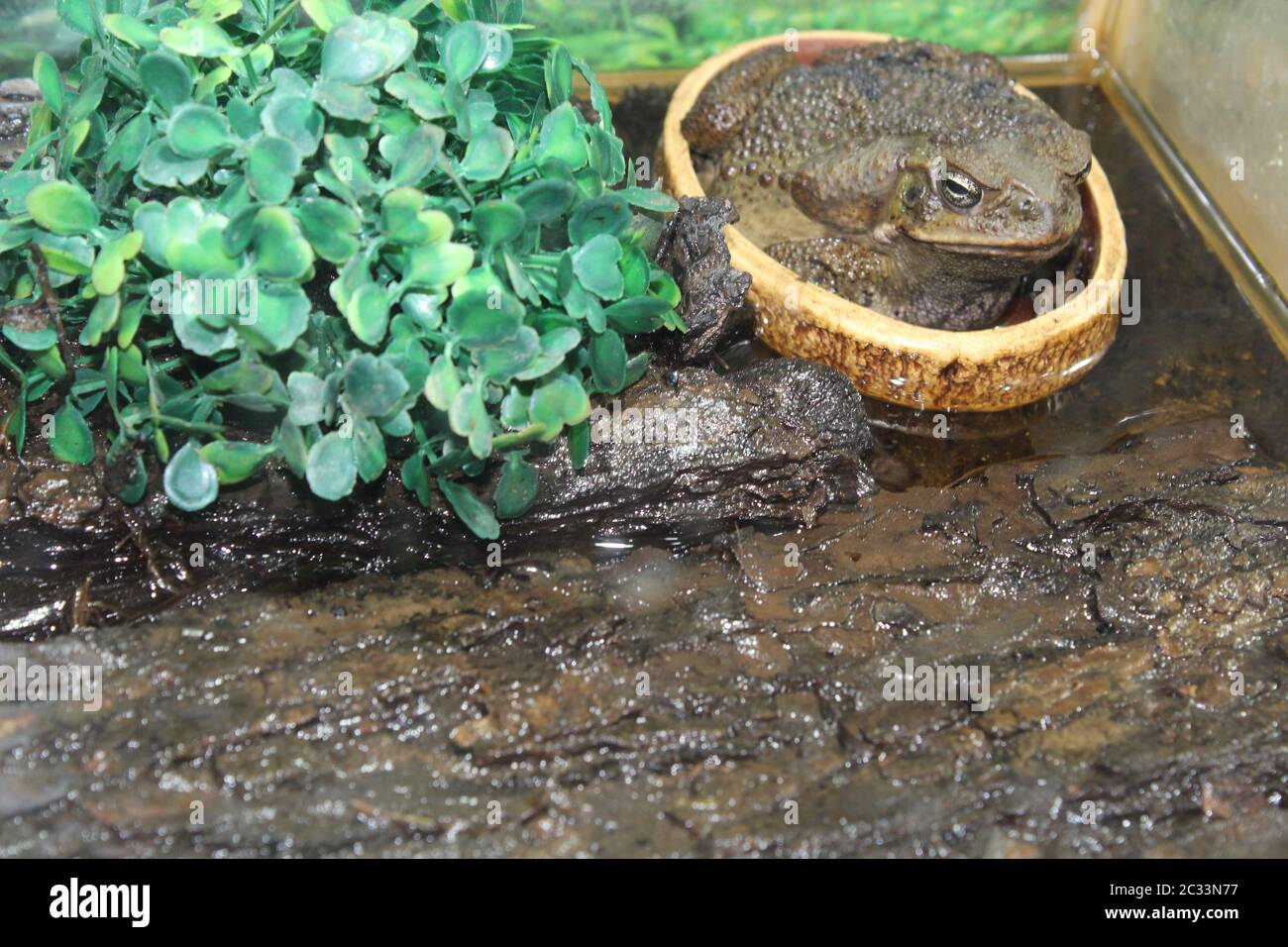 Large toad living in a local terrarium Stock Photo - Alamy