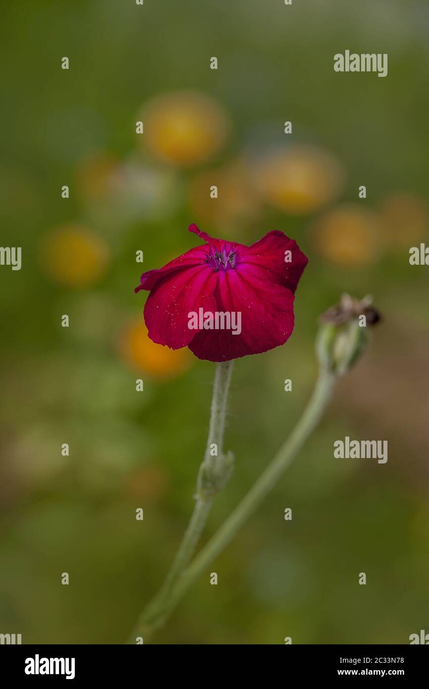 Pink mullein hi-res stock photography and images - Alamy