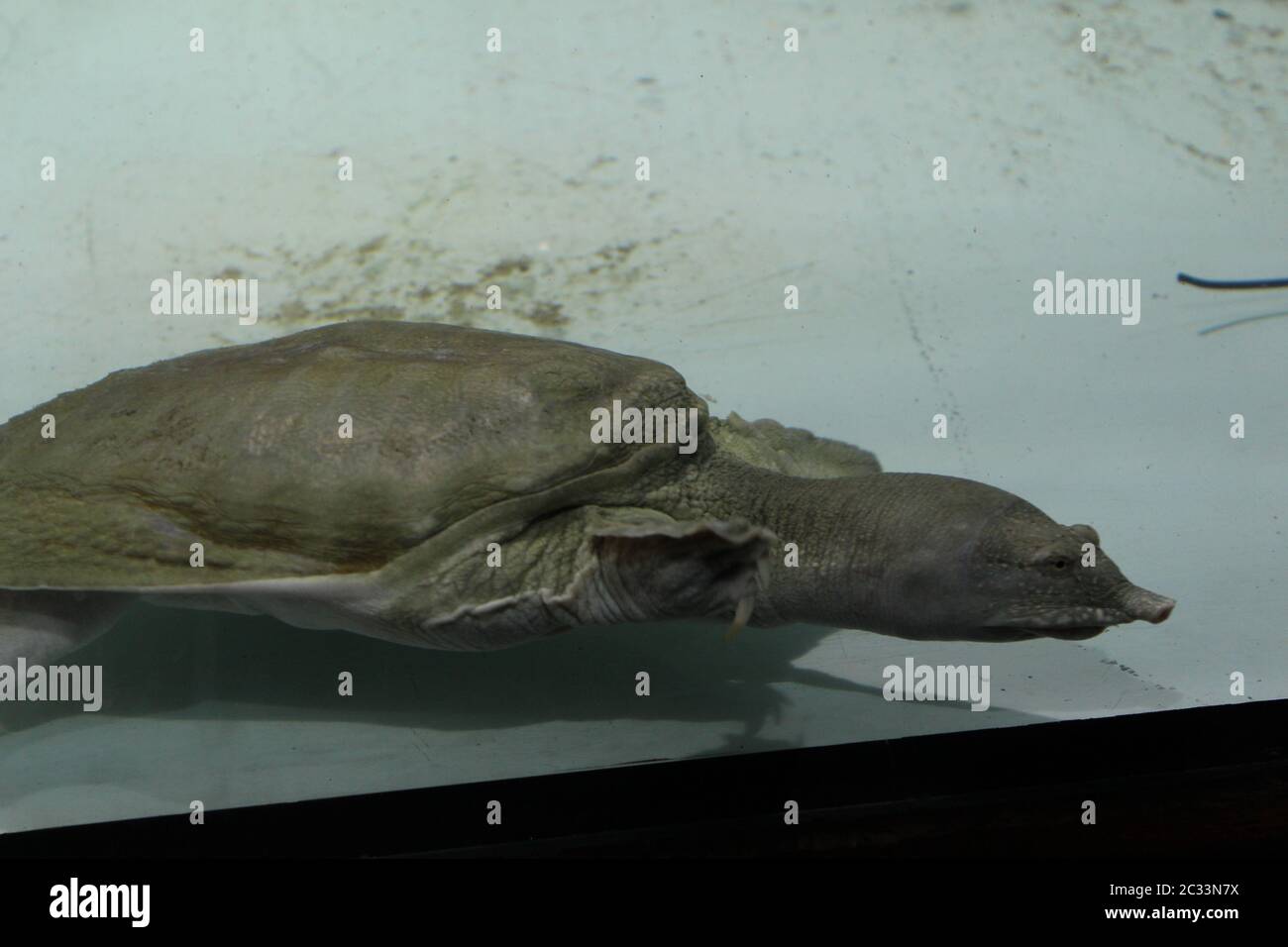 cute and very beautiful freshwater tortoise Trionics Chinese Stock ...