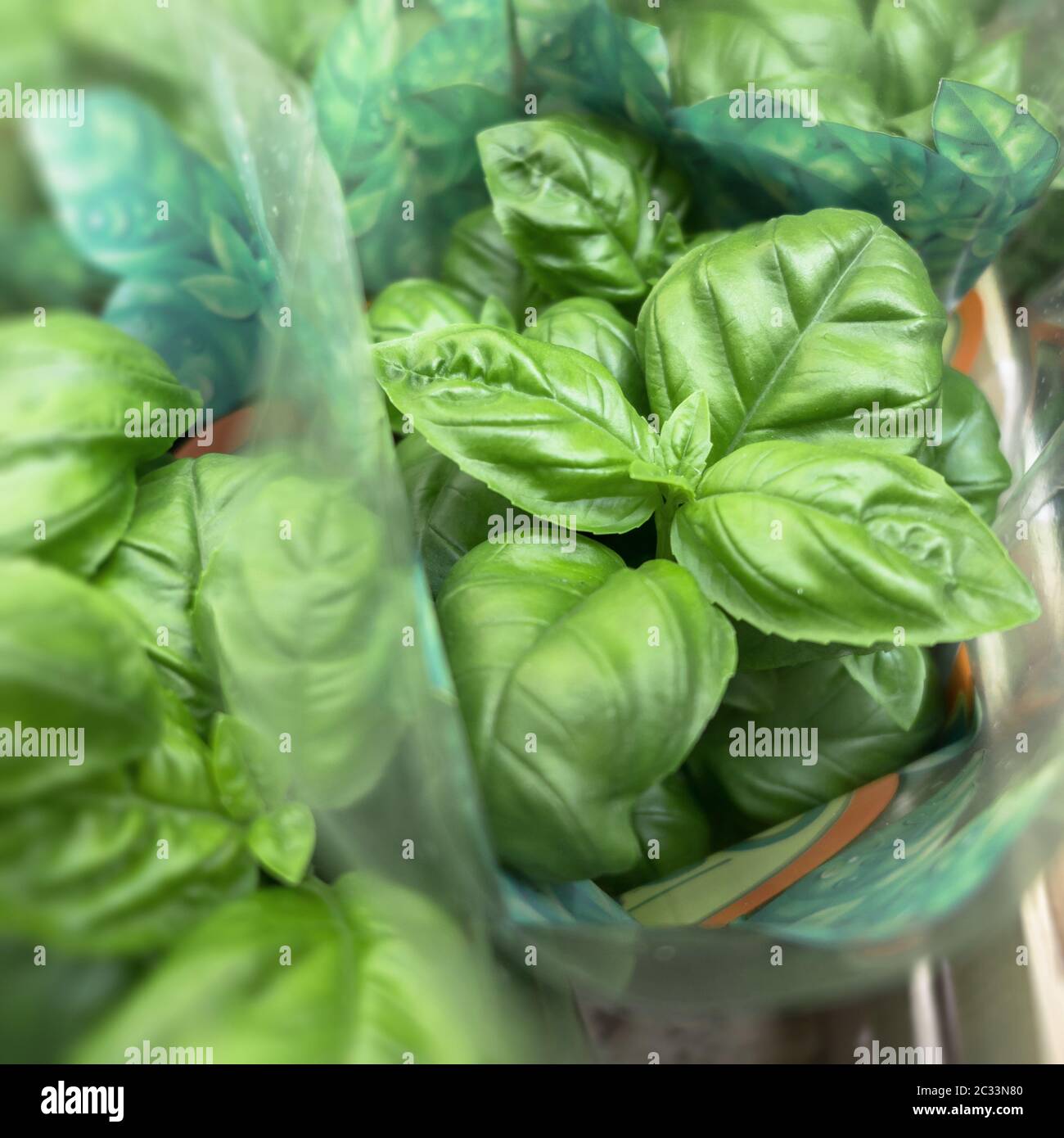 Fresh basil in pots Stock Photo - Alamy