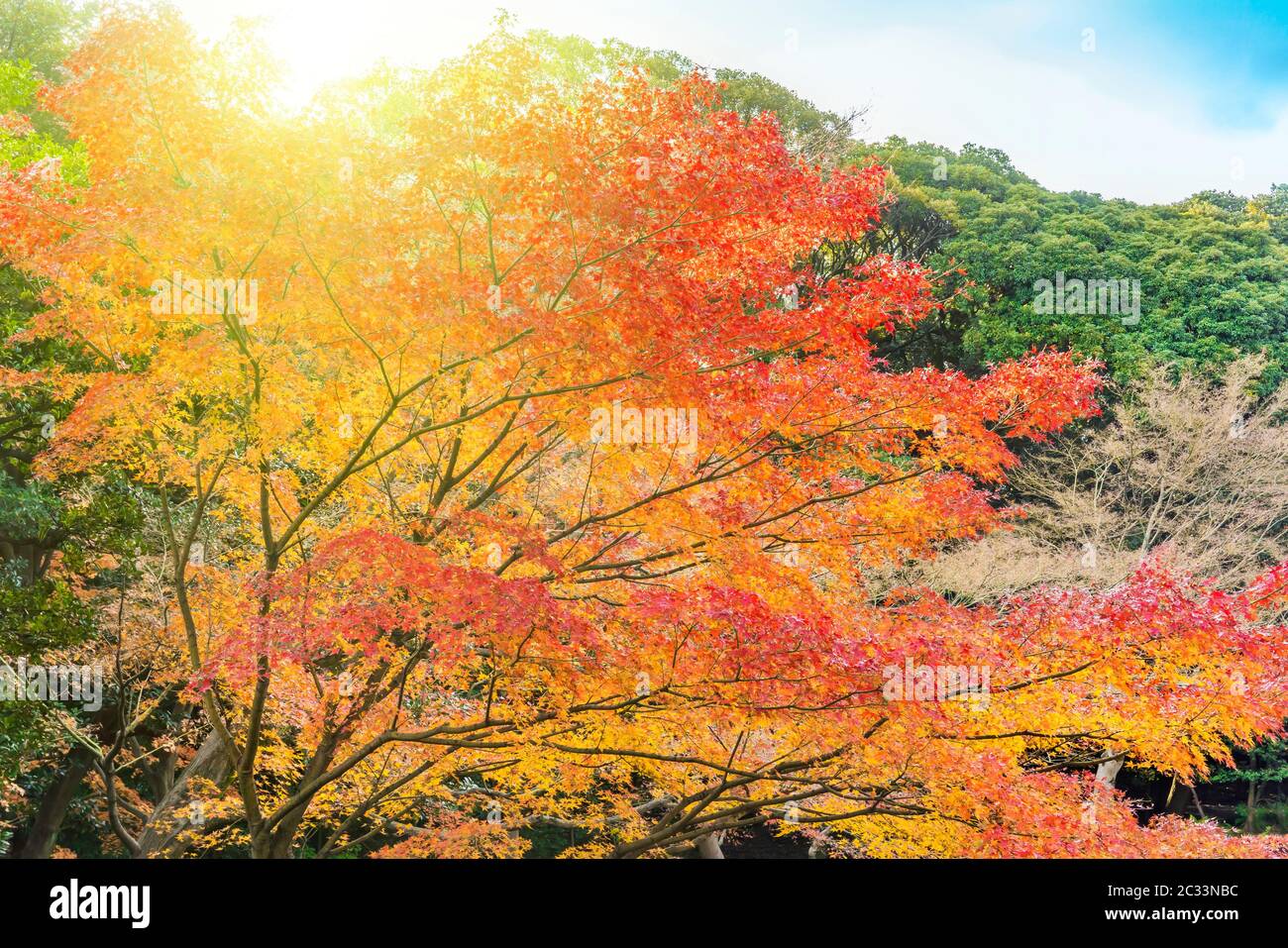 Tokyo Metropolitan Park KyuFurukawa japanese garden's forest of maples ...