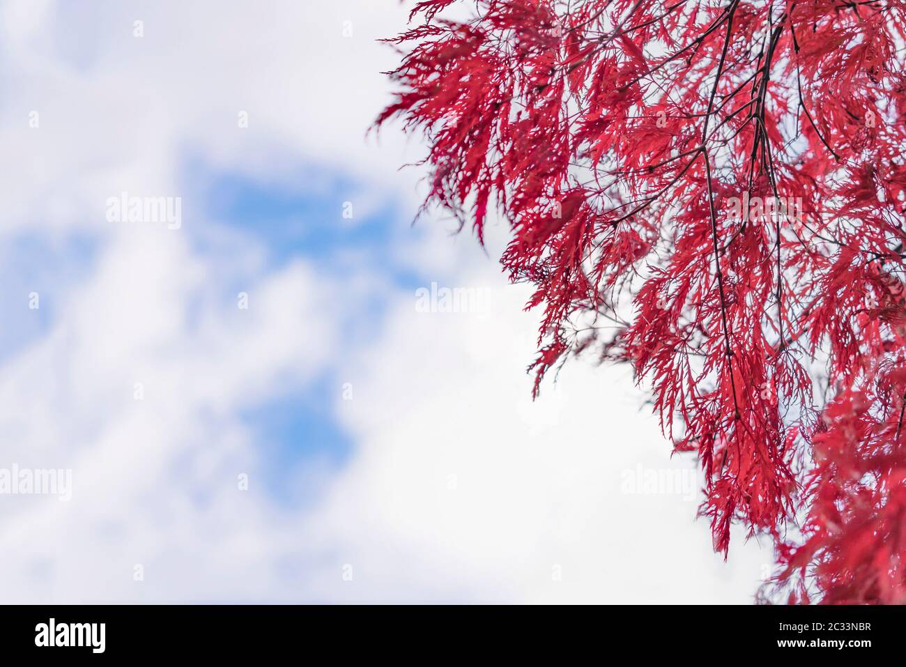 Beautiful autumn colors of Japanese maple tree iroha momiji leaves ...