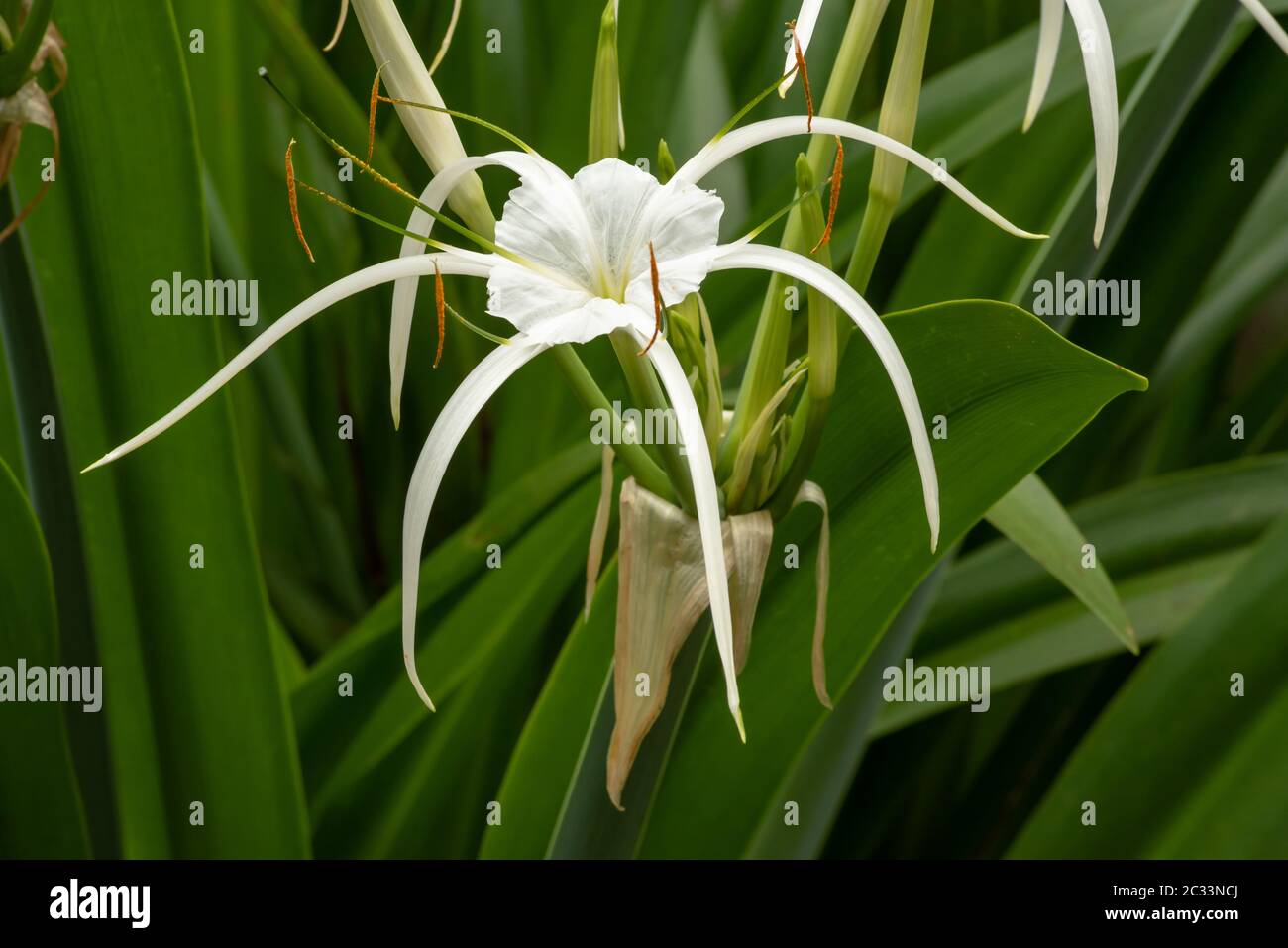 Close up of the light, delicate, gossamer flower of the white spider ...