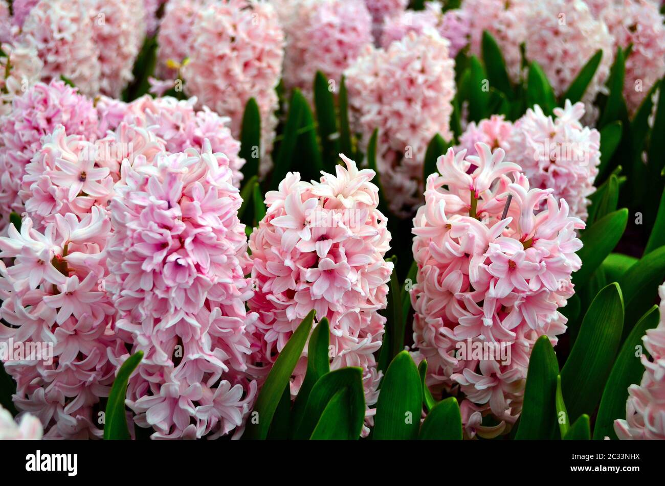 Pink Hyacinthus closeup in Keukenhof garden Stock Photo - Alamy