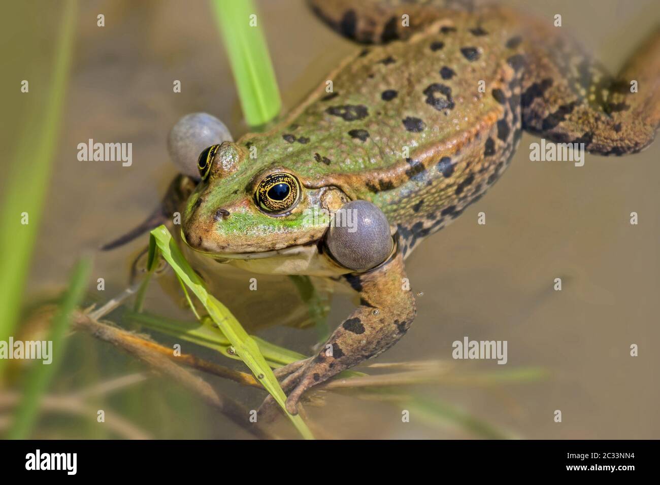 Pool frog 'Pelophylax lessonae; (Rana lessonae Stock Photo - Alamy