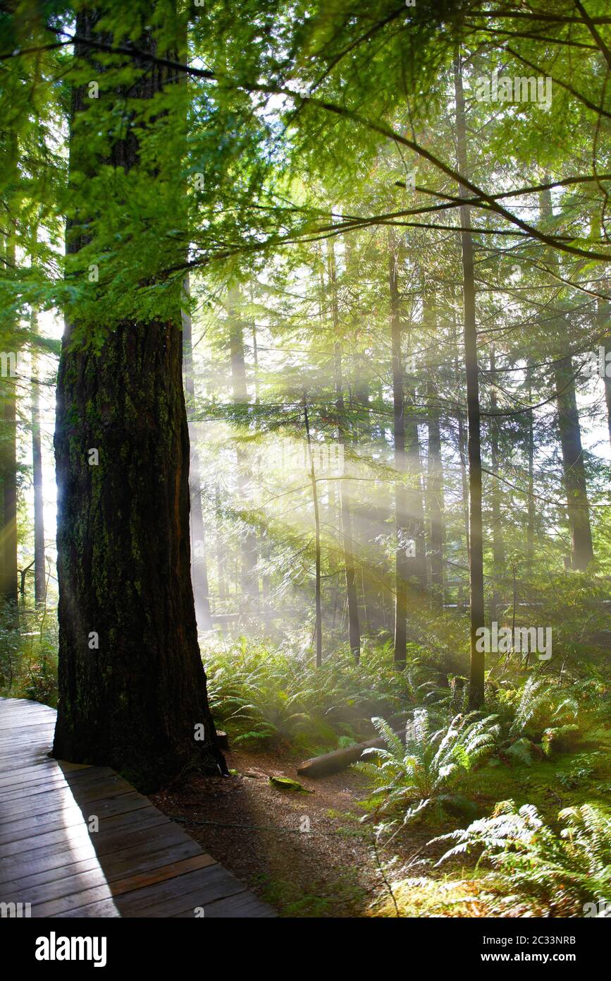 Wooden path through green forest at sunrise with fog and warm light ...
