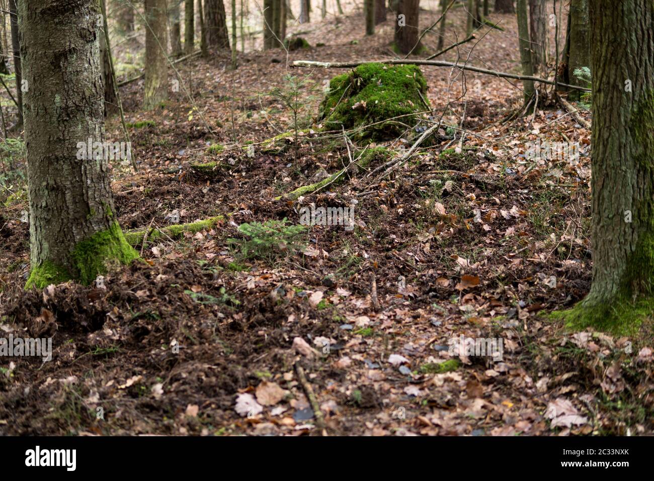 effects of burrowing in the ground inside of a forest by wild boar in ...