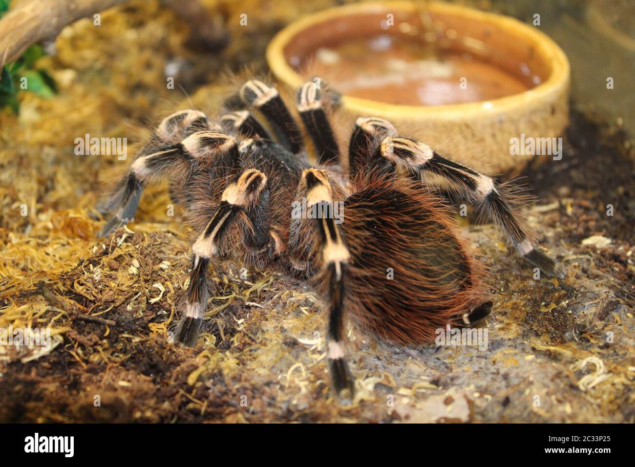 Big spider tarantula brachypelma albopilosum in all its glory Stock ...