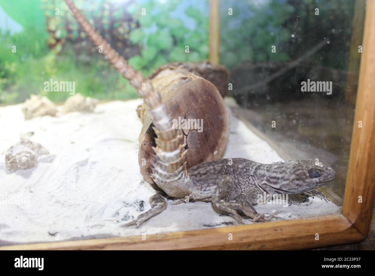 A large cold-blooded lizard living in a terrarium Stock Photo - Alamy