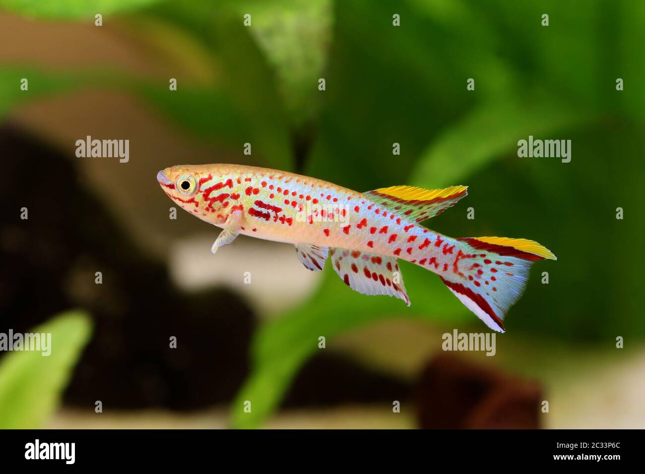 Blue Lyretail Killi Fish killifish Fundulopanchax gardneri Aquarium ...