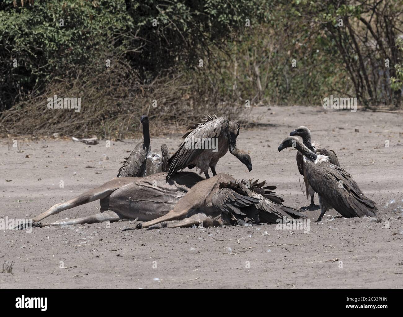 White-backed vultures eat the carcass of a dead Greater Kudu, Chobe ...