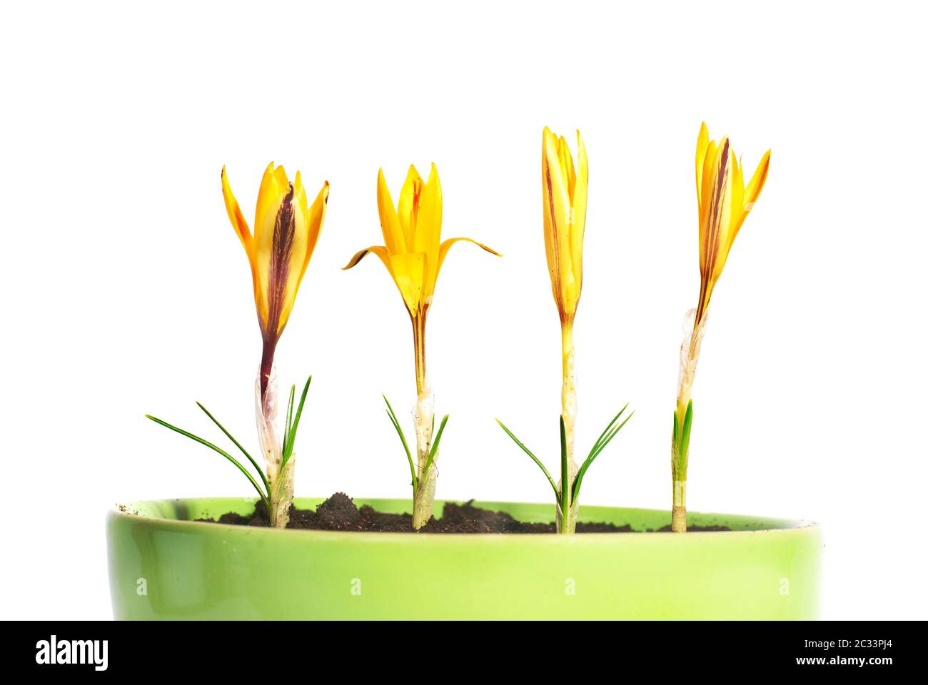 Yellow flowers saffron (crocus sativus) with green leaves in the ...