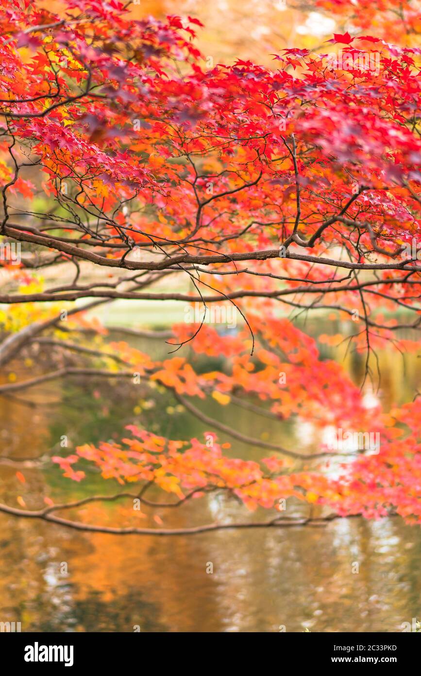 Japanese Maple Tree Wallpaper Photo Wallpaper Japanese Maple Autumn