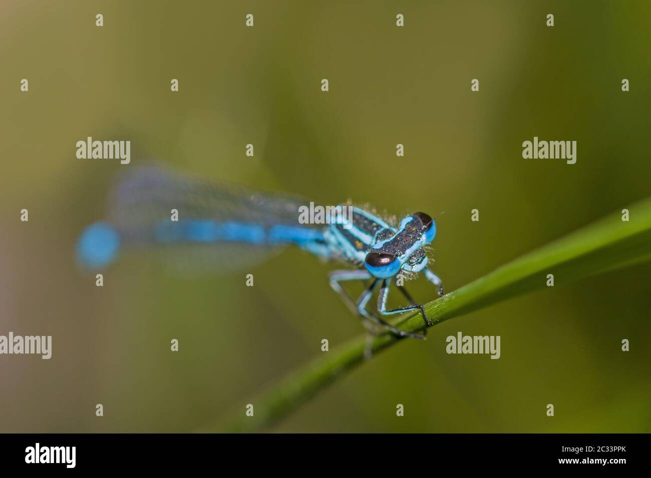 Azure damselfly 'Coenagrion puella' Stock Photo - Alamy