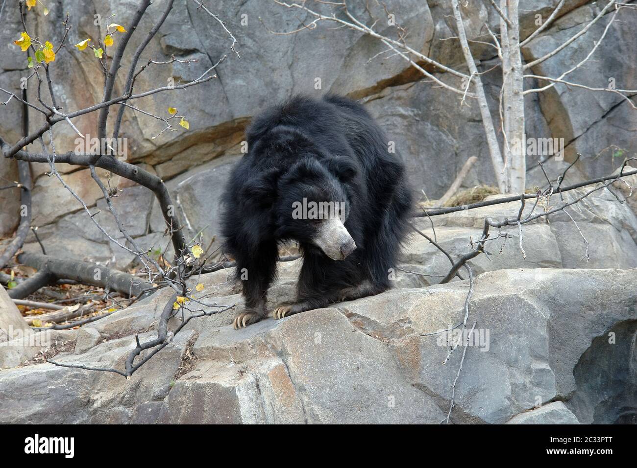 Dangerous fauna hi-res stock photography and images - Alamy