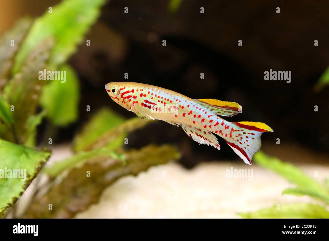 Killifish High Resolution Stock Photography and Images - Alamy