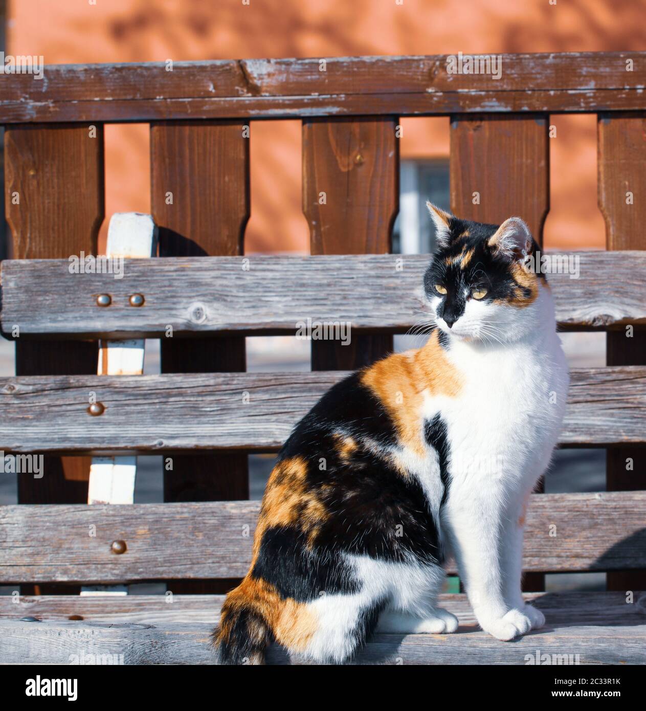 Colorful cat rests on a city bench Stock Photo - Alamy