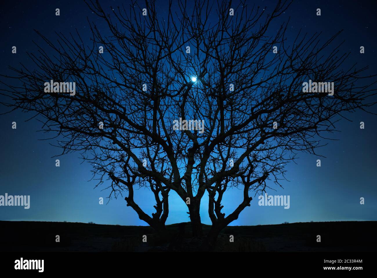 Lonely tree under blue night sky with moon and stars Stock Photo - Alamy