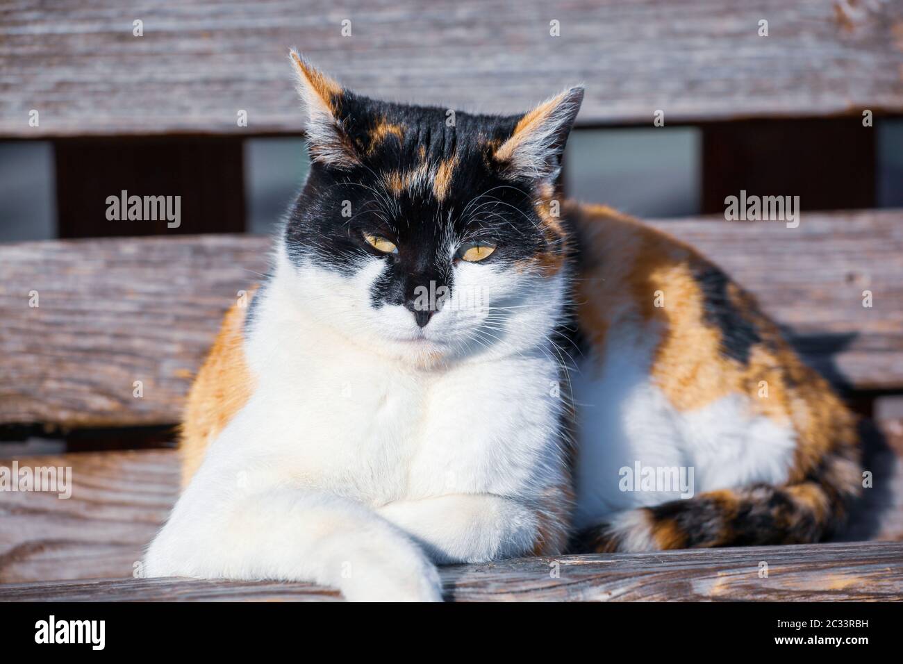 Colorful cat rests on a city bench Stock Photo - Alamy