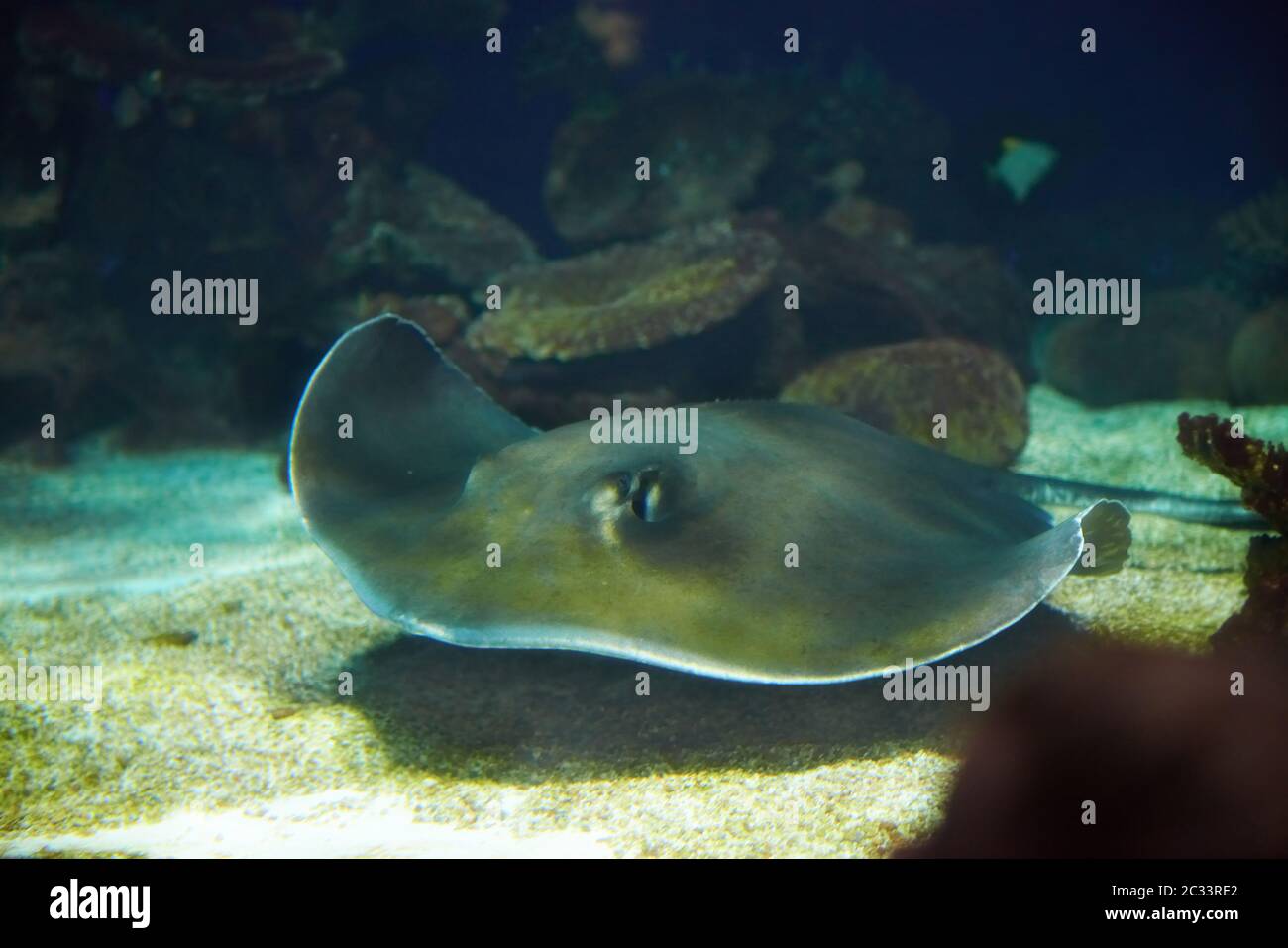 Manta ray floating underwater near coral reef Stock Photo - Alamy