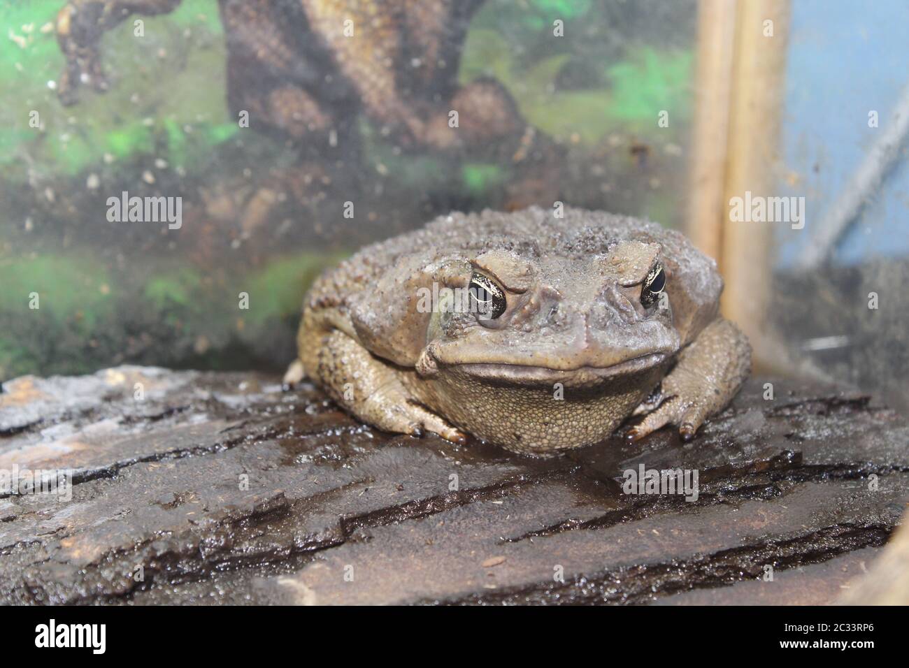 The big toad sits on a branch in the terrarium Stock Photo - Alamy