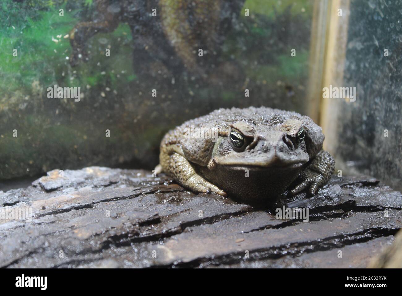 The big toad sits on a branch in the terrarium Stock Photo - Alamy