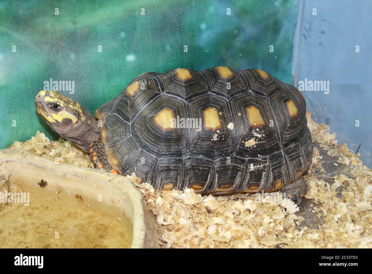 A large swamp turtle sits in the terrarium Stock Photo - Alamy
