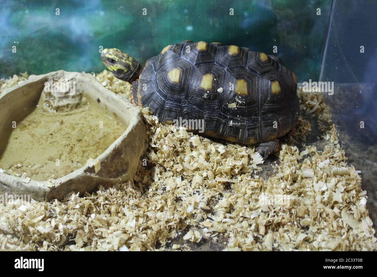 The arrau turtle podocnemis expansa hi-res stock photography and images ...