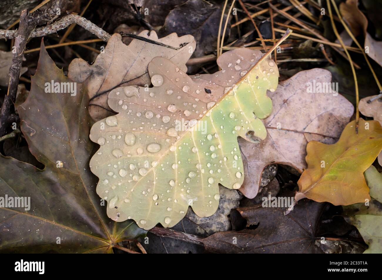 wet oak leaves lie on the forest floor Stock Photo - Alamy