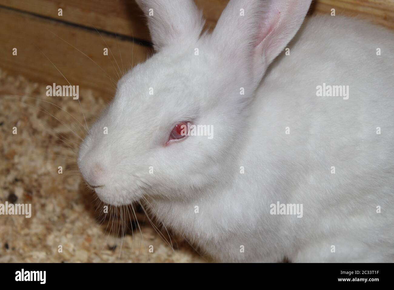 Cute white rabbit sitting in a small cage Stock Photo - Alamy