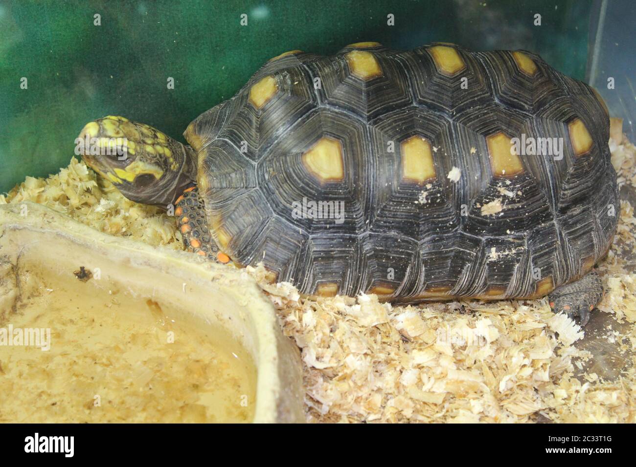 The arrau turtle podocnemis expansa hi-res stock photography and images ...
