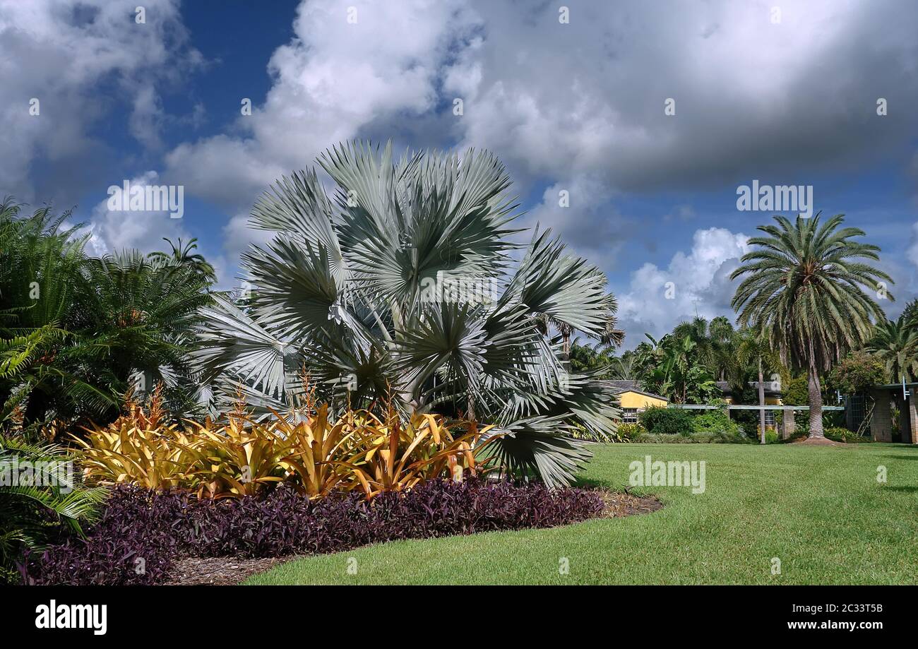 Tropical botanic garden Stock Photo - Alamy