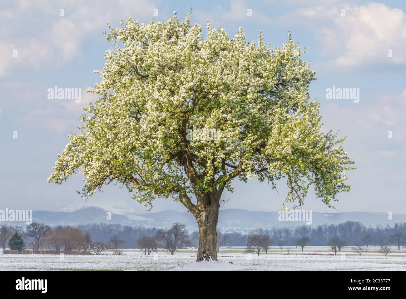Global warming weather with single big tree in nature. Artificial ...