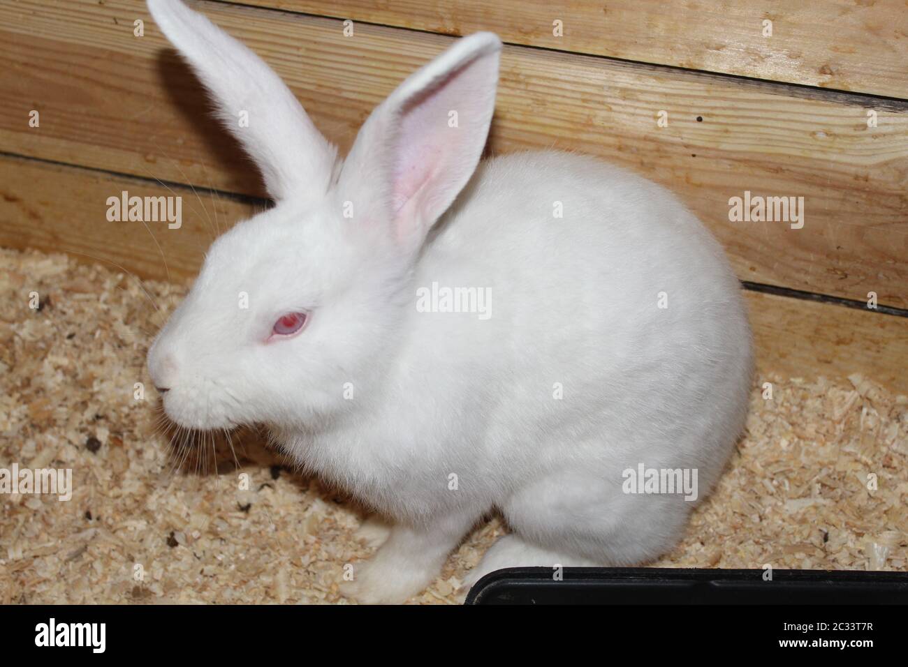 Cute white rabbit sitting in a small cage Stock Photo - Alamy