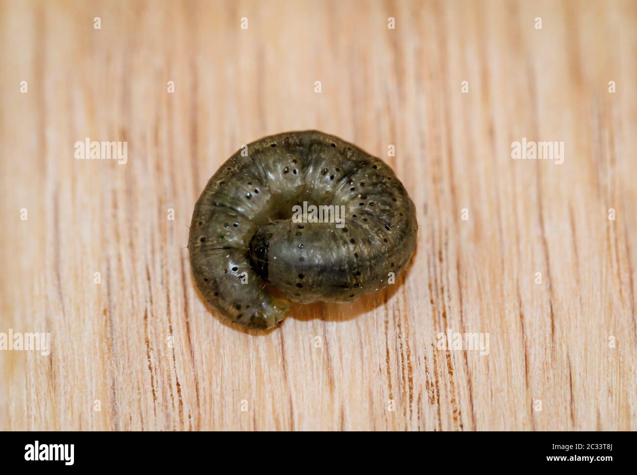 Engerling, larva of a beetle on a piece of wood Stock Photo - Alamy