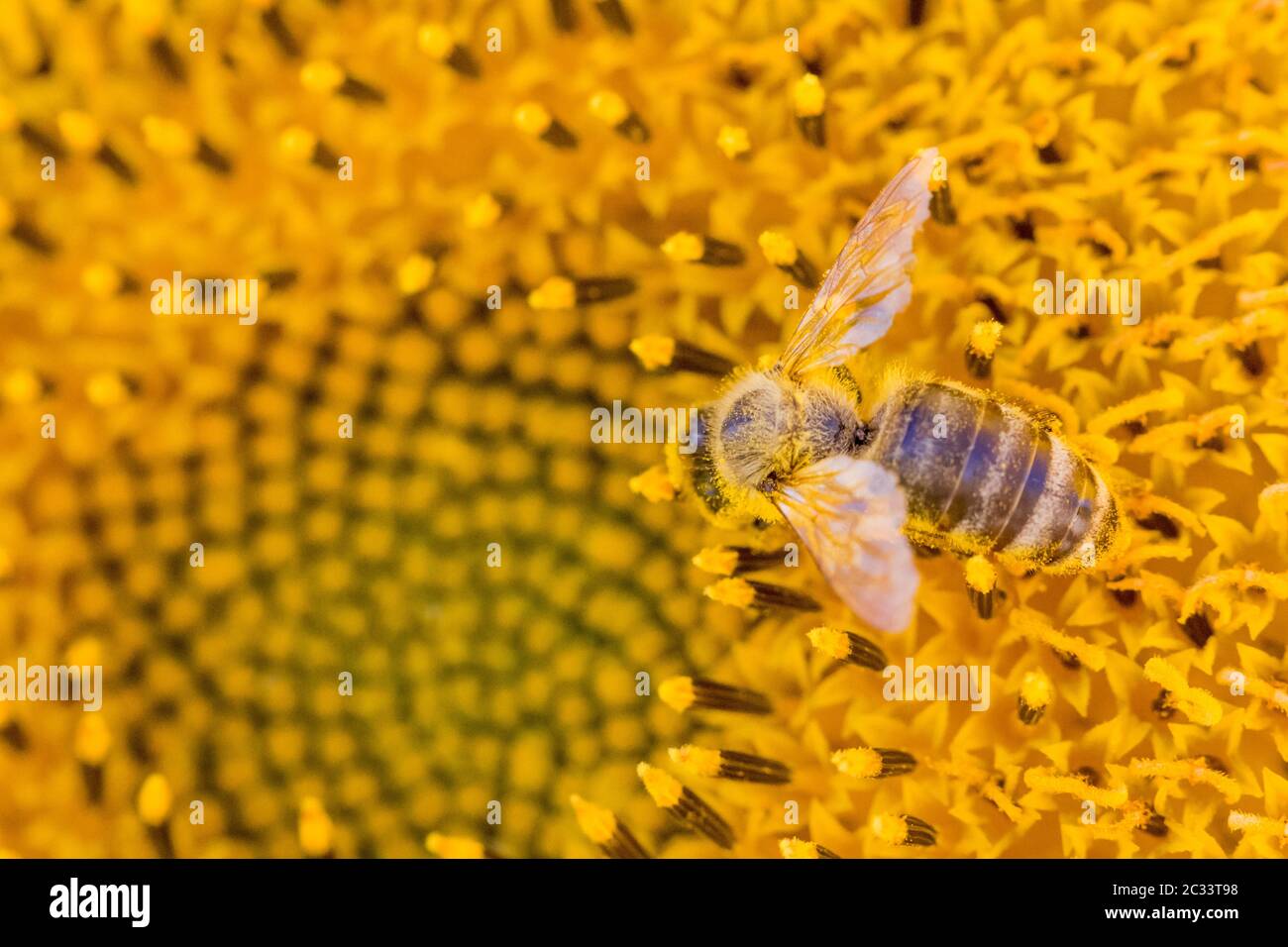 Animal sitting at sunny summer sun flower. Important collect ...