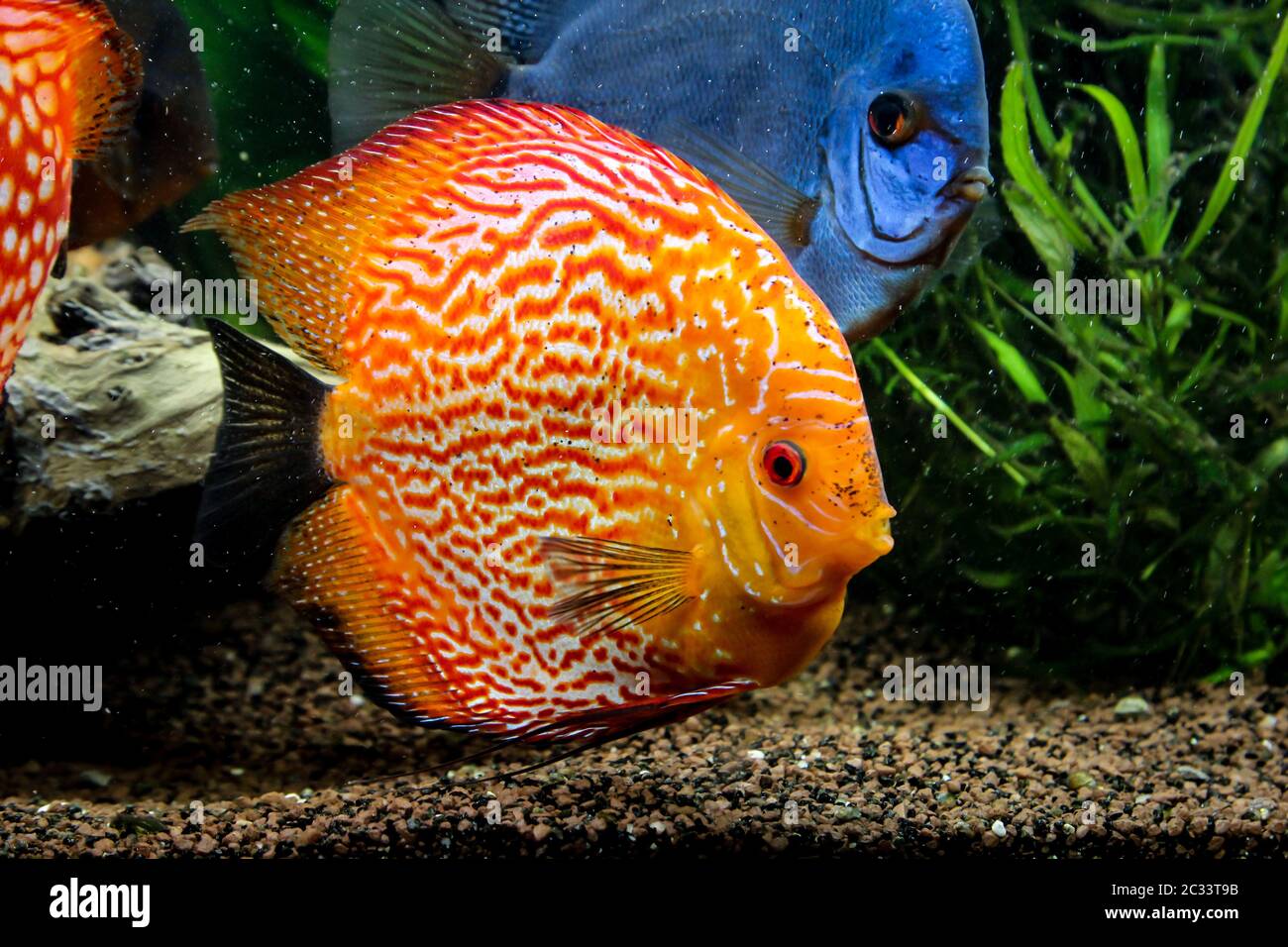a discus fish in its full beauty in the aquarium Stock Photo - Alamy