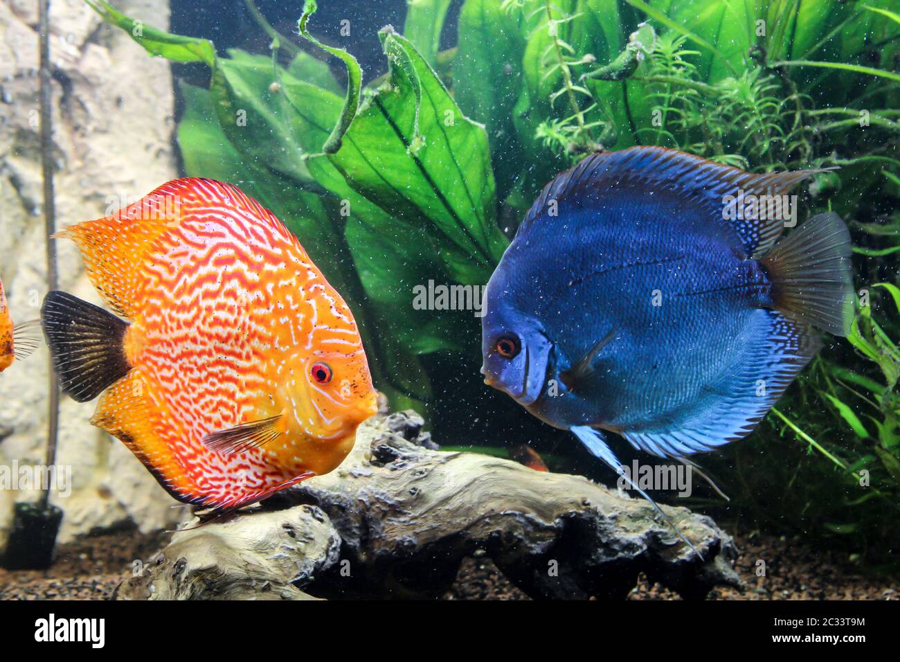 a discus fish in its full beauty in the aquarium Stock Photo - Alamy