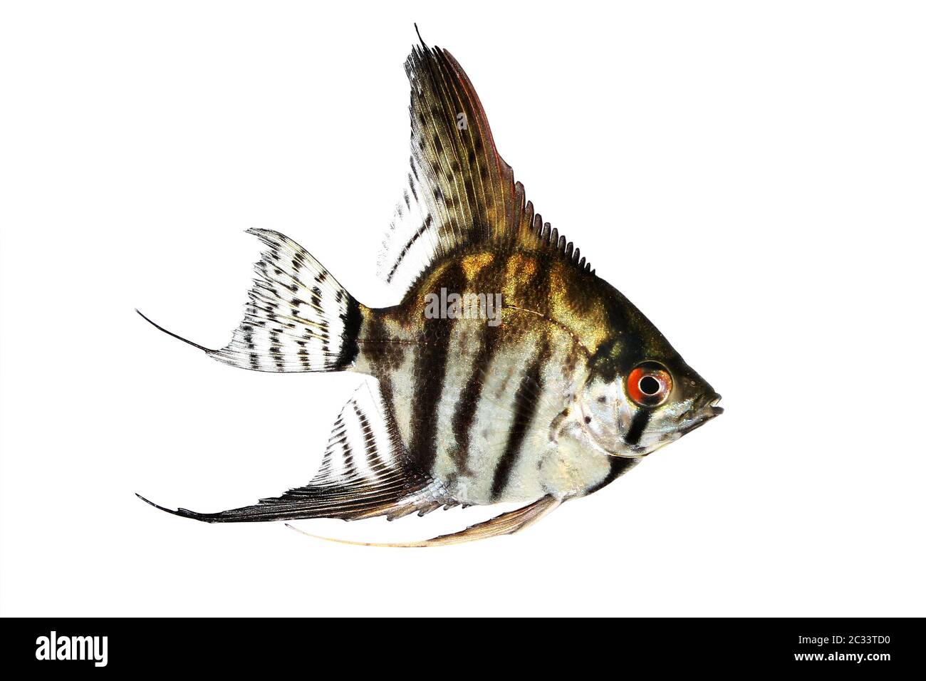 Tiger Marble angelfish pterophyllum scalare aquarium fish Stock Photo ...