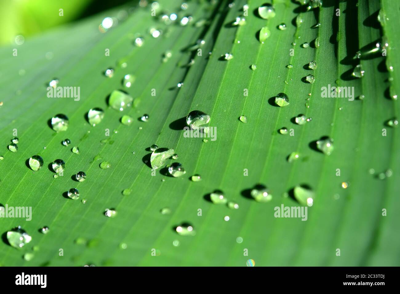 Dewdrops dewdrop tropical hi-res stock photography and images - Alamy